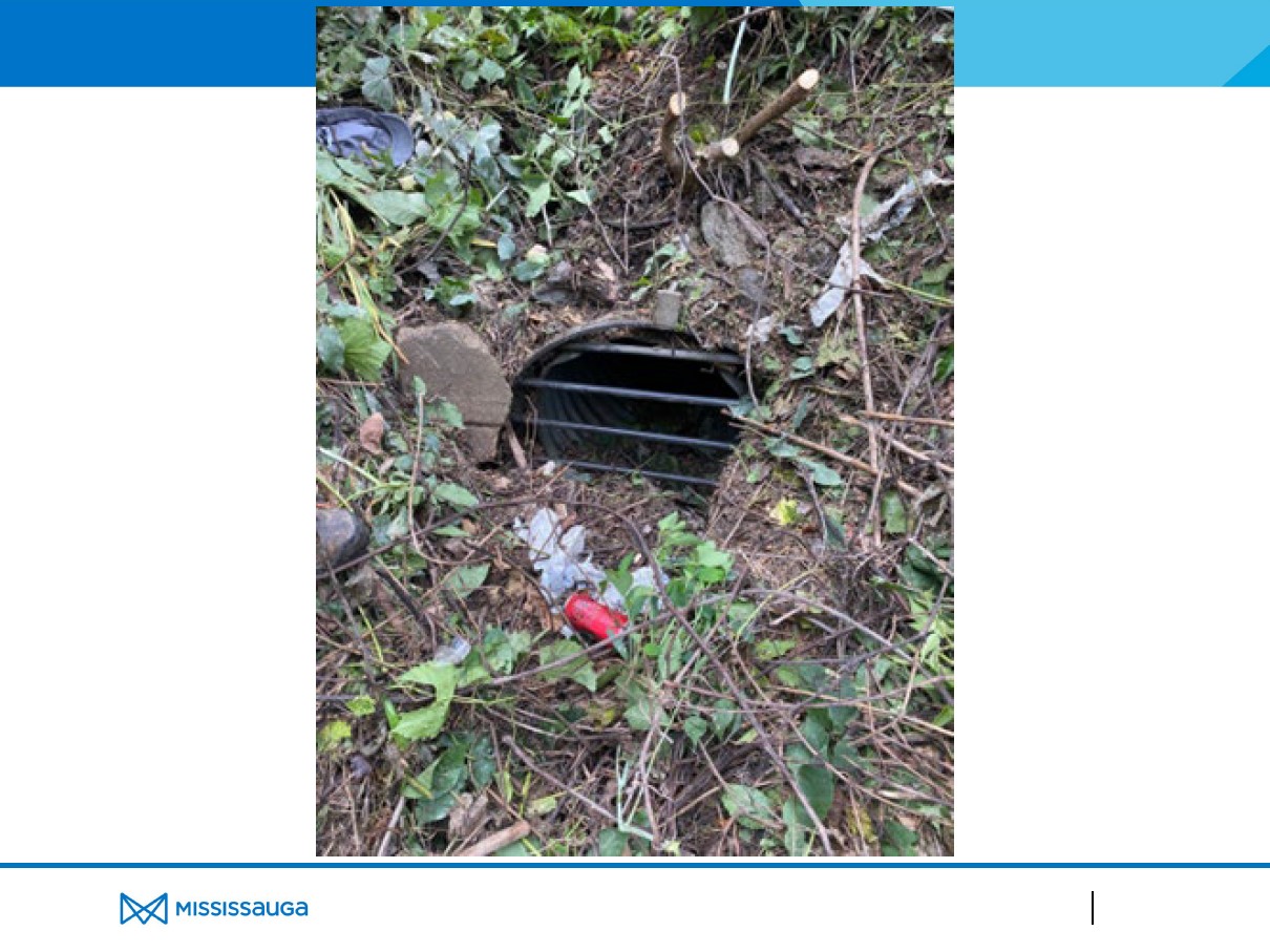 Councillor Stephen Dasko, Ward 1